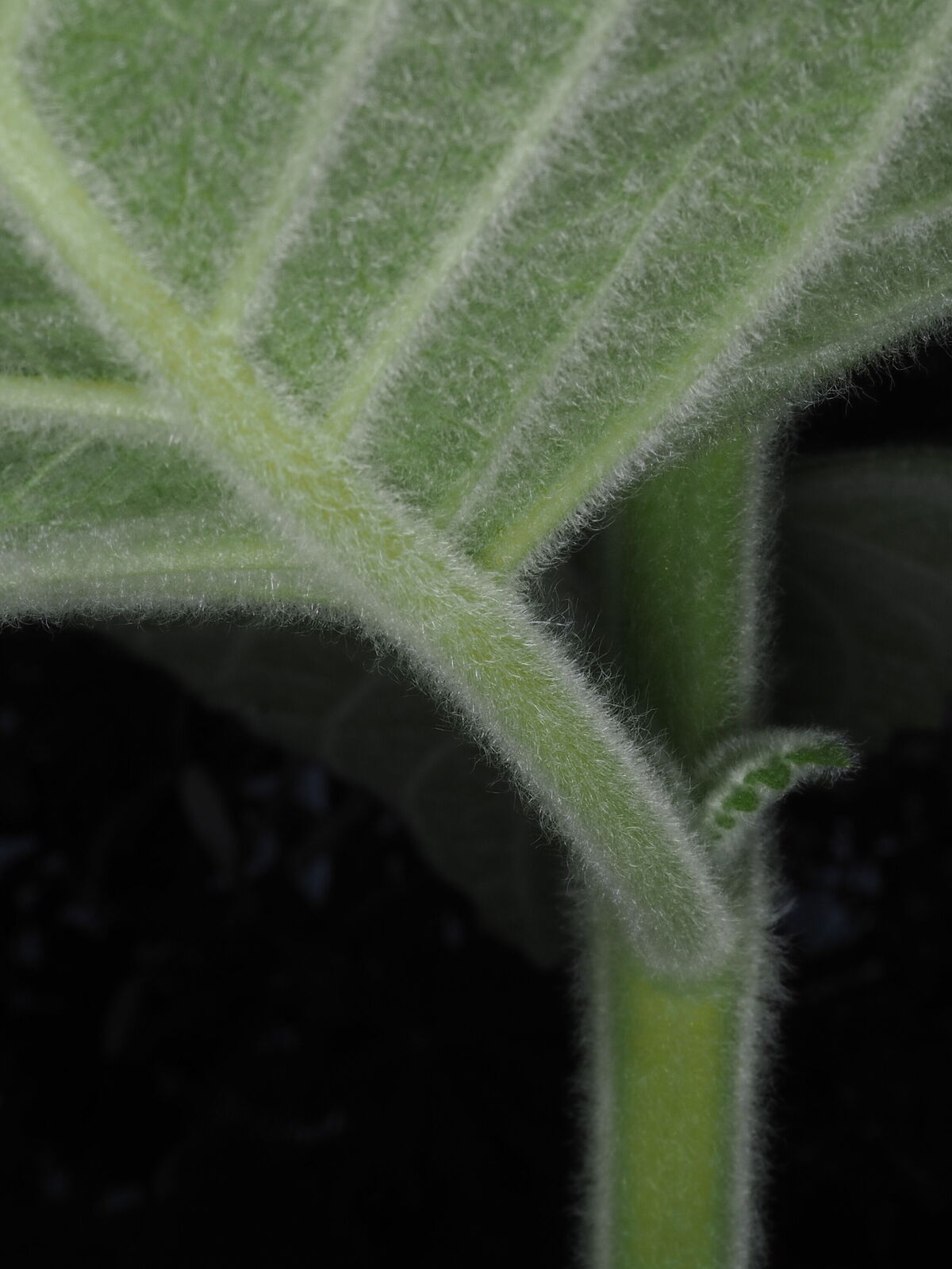 Coleus bellus (P.I.Forst.) P.I.Forst. | Plants of the World Online ...