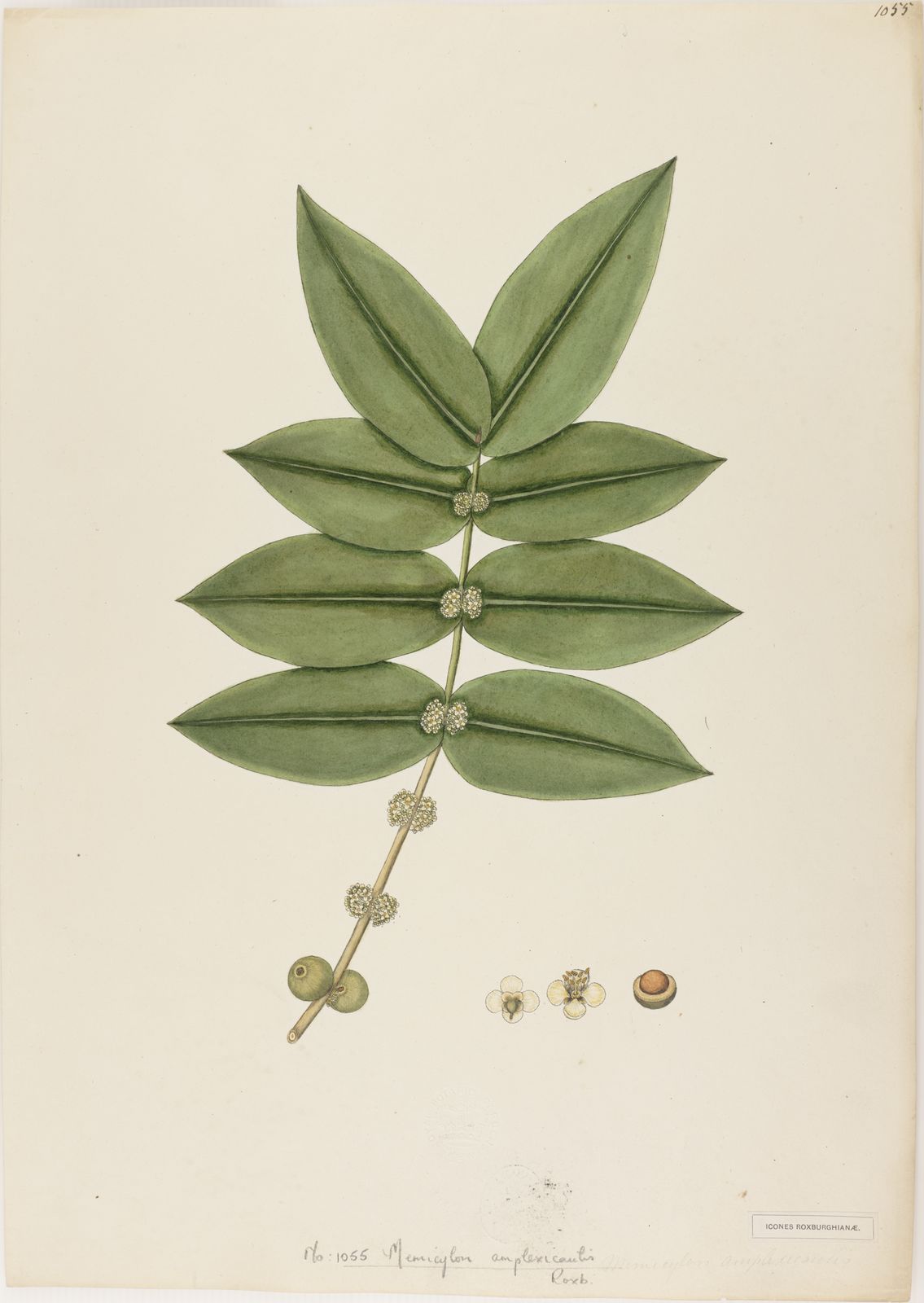 Memecylon amplexicaule Roxb. | Plants of the World Online | Kew Science