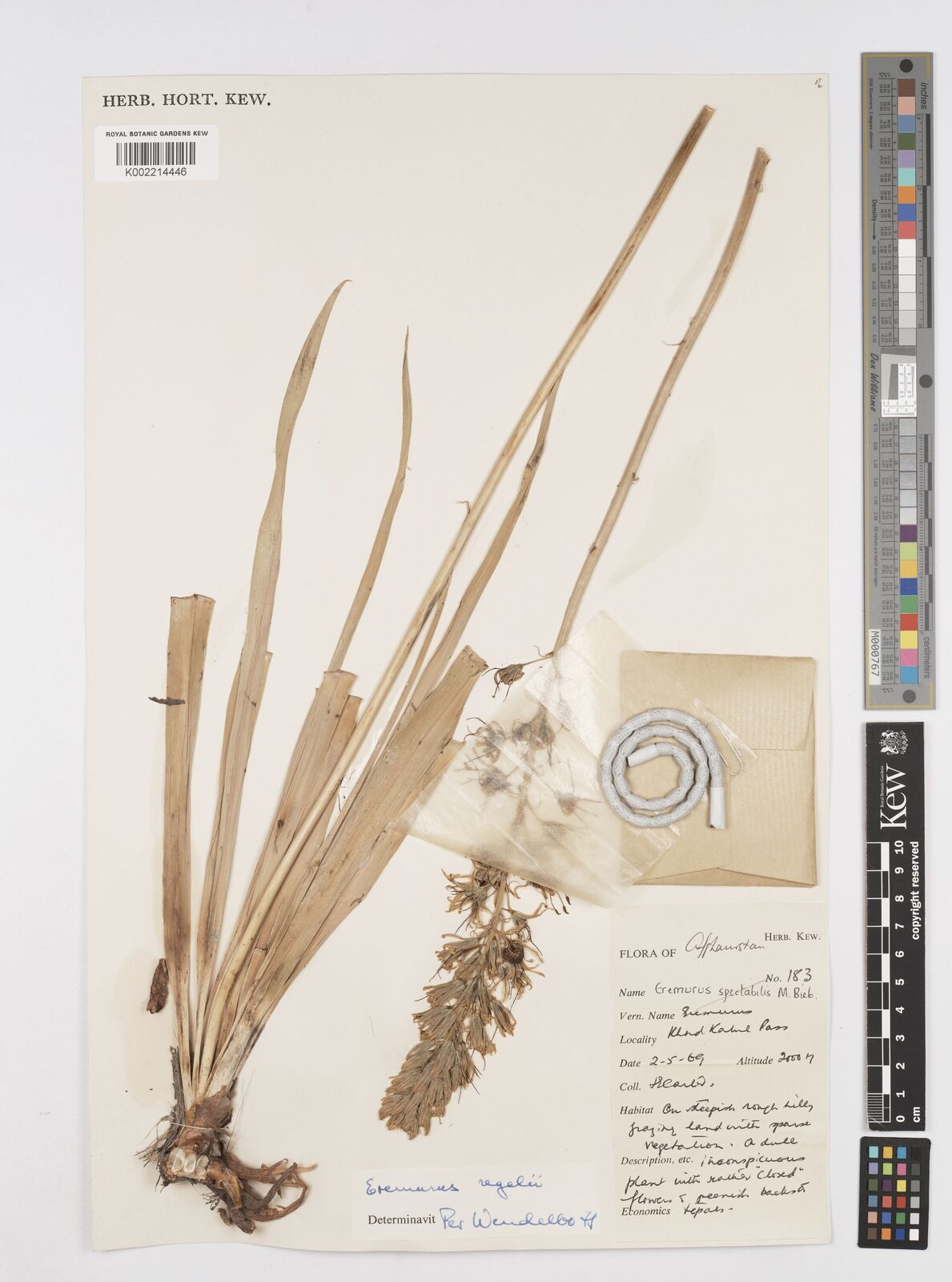 Eremurus regelii Vved. | Plants of the World Online | Kew Science