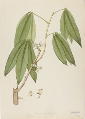 Luvunga scandens (Roxb.) Buch.-Ham. ex Wight | Plants of the World ...