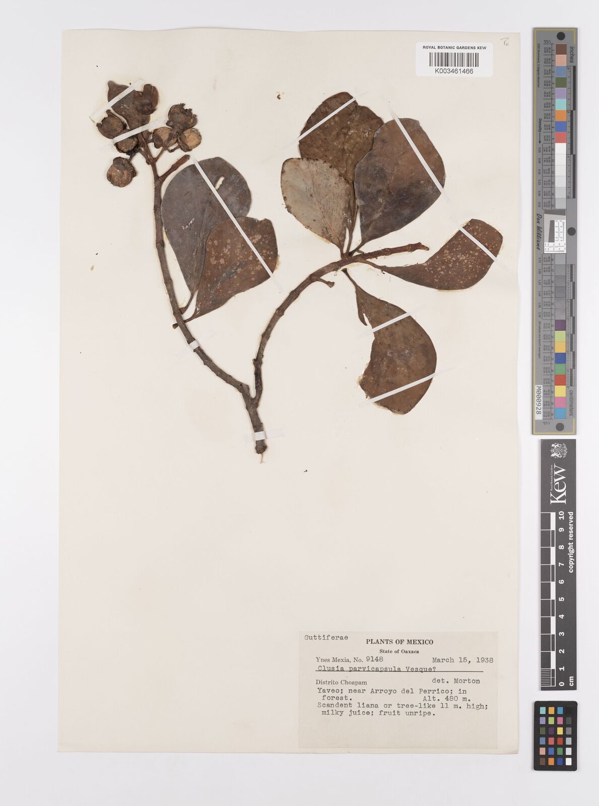 Clusia minor L. | Plants of the World Online | Kew Science