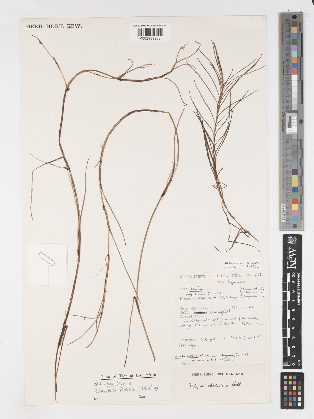 Schoenoplectiella rhodesica (Podlech) J.R.Starr | Plants of the World ...