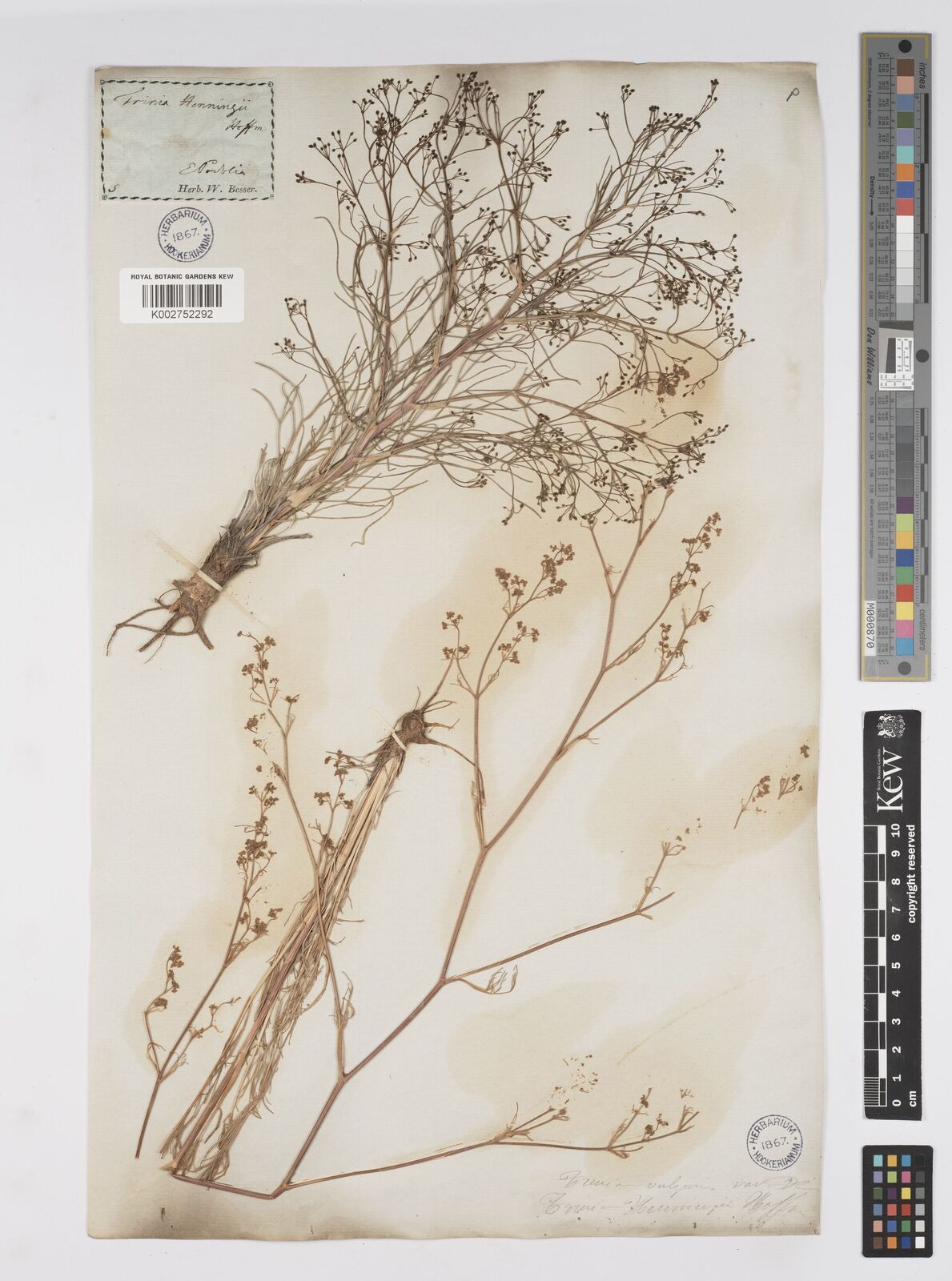 Trinia multicaulis (Poir.) Schischk. | Plants of the World Online | Kew ...