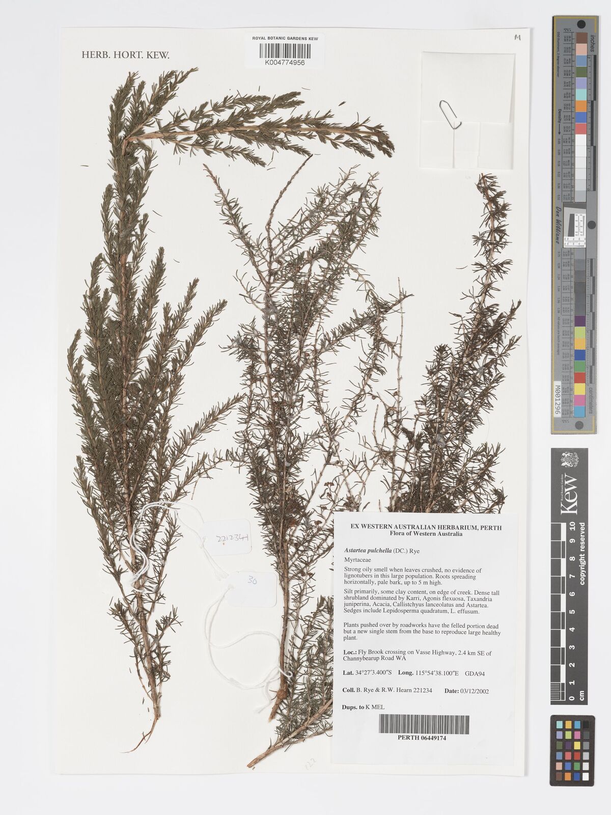 Astartea DC. | Plants of the World Online | Kew Science