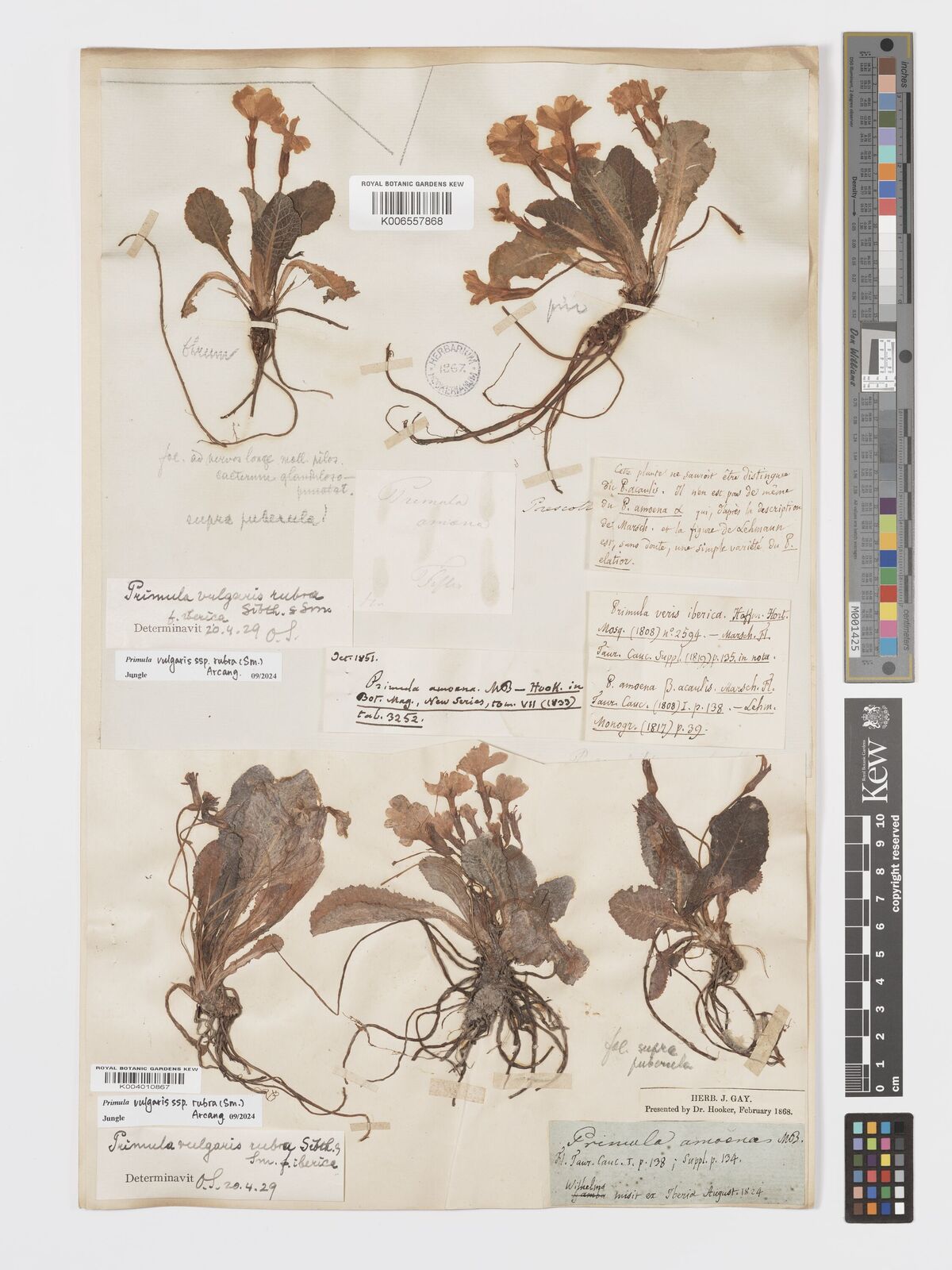 Primula vulgaris subsp. rubra (Sm.) Arcang. | Plants of the World ...