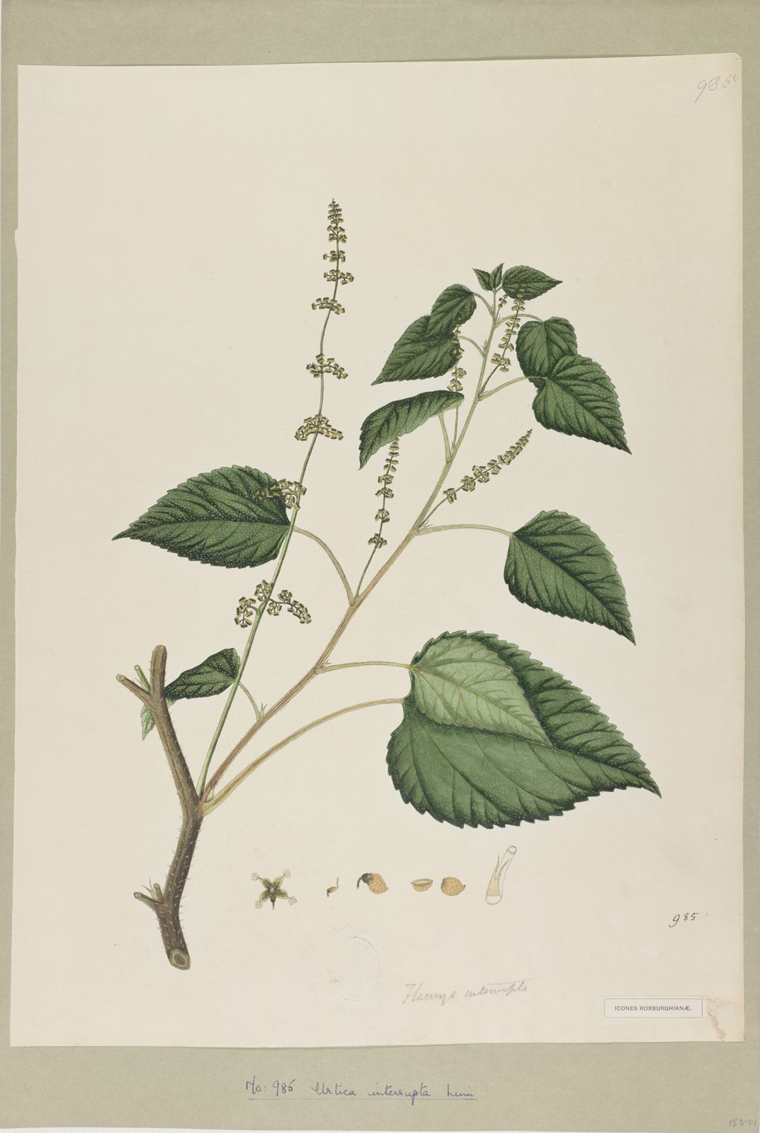 Laportea interrupta (L.) Chew | Plants of the World Online | Kew Science