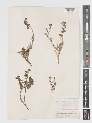 Heliotropium digynum (Forssk.) Asch. ex C.Chr. | Plants of the World ...