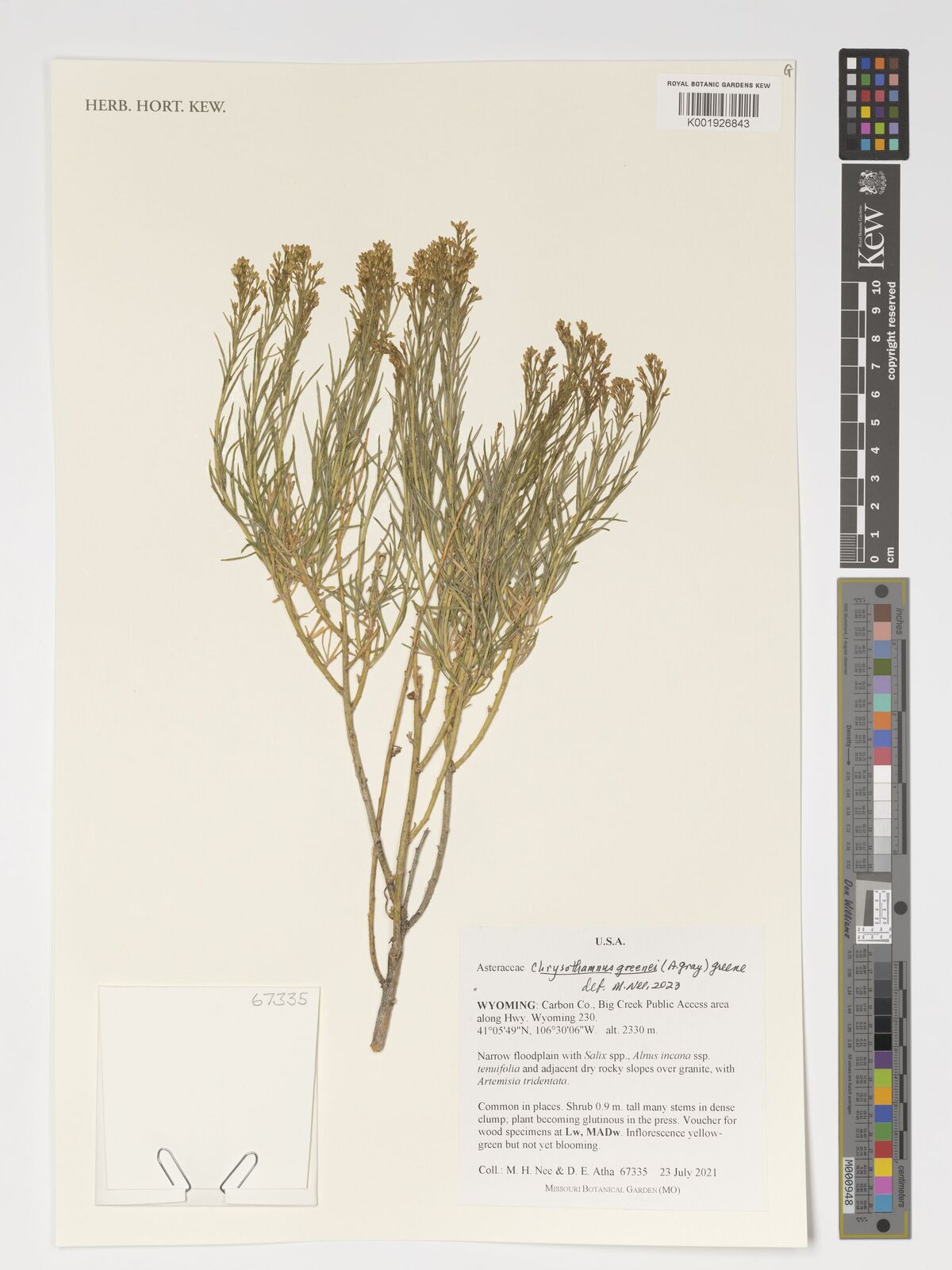 Chrysothamnus greenei (A.Gray) Greene | Plants of the World Online ...