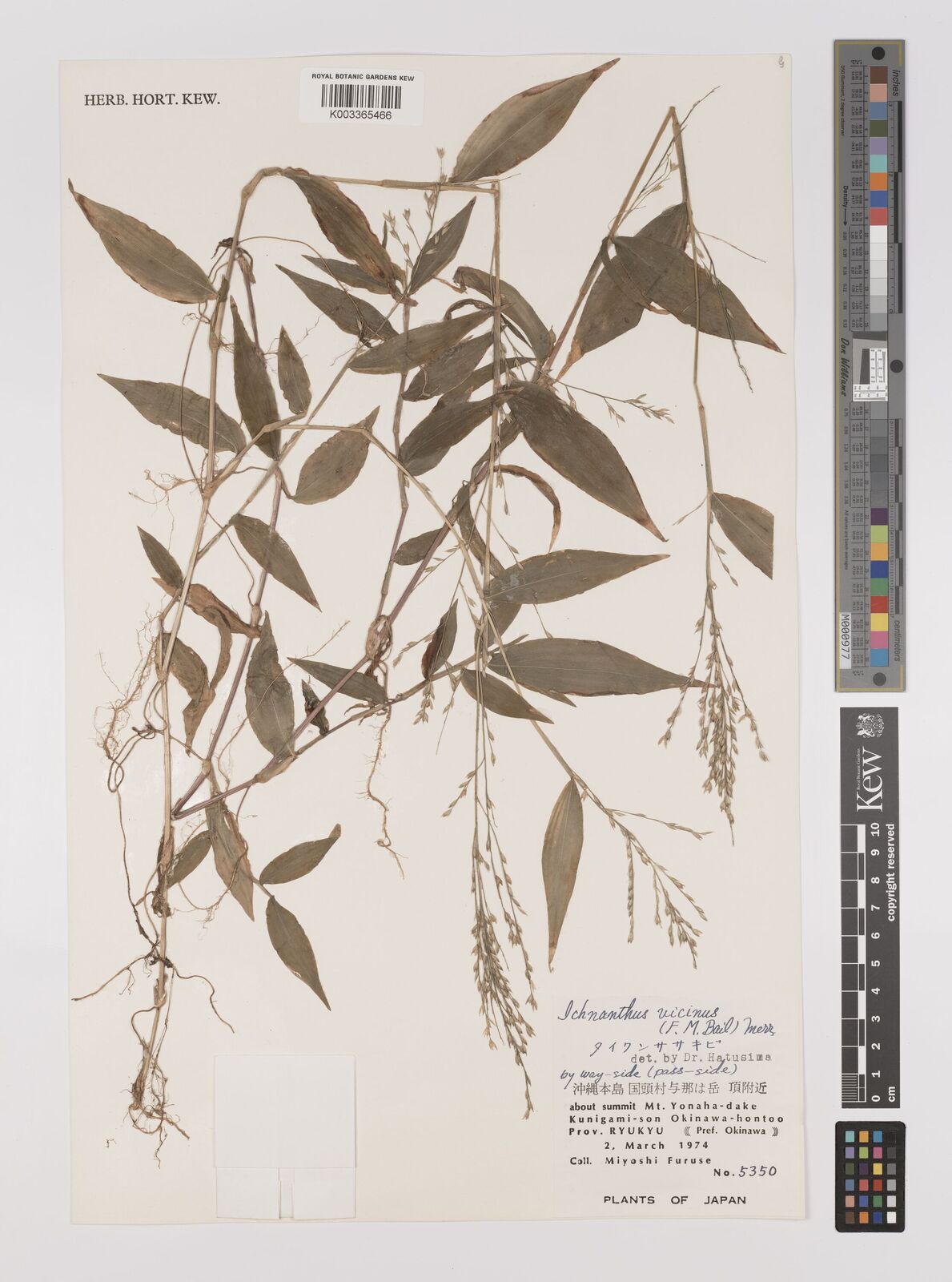 Ichnanthus pallens var. major (Nees) Stieber | Plants of the World ...