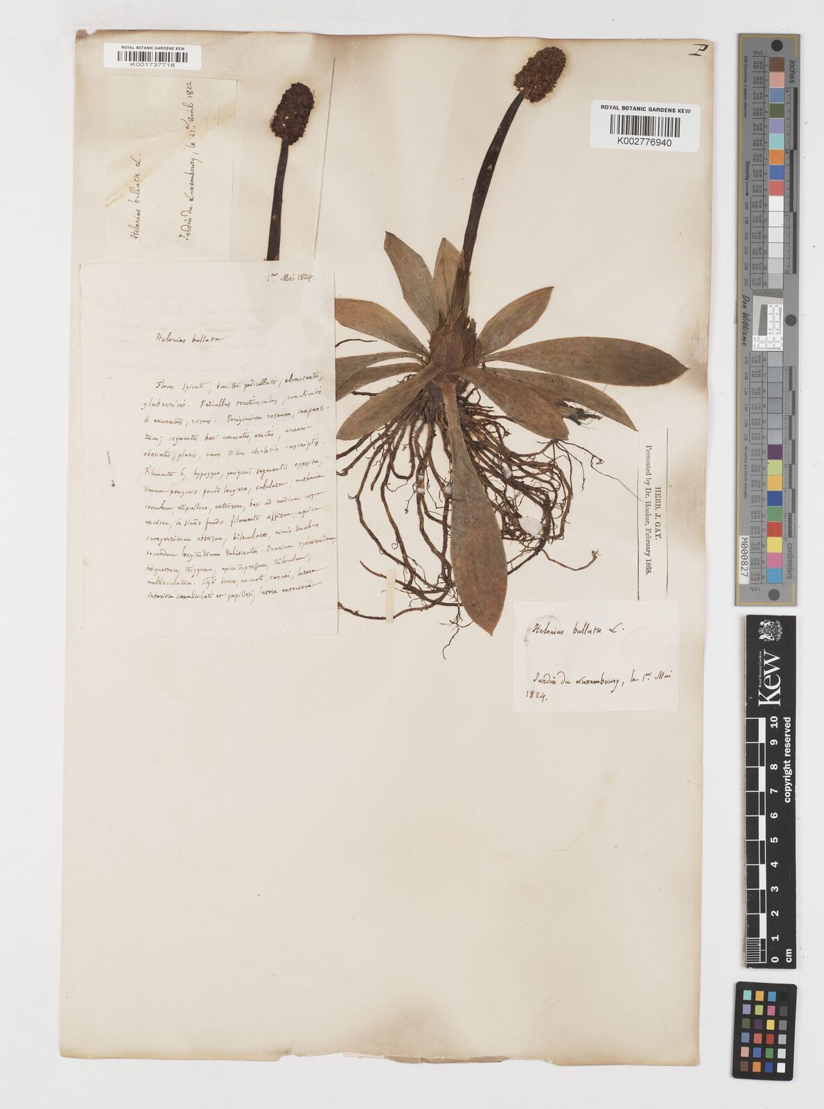 Helonias bullata L. | Plants of the World Online | Kew Science
