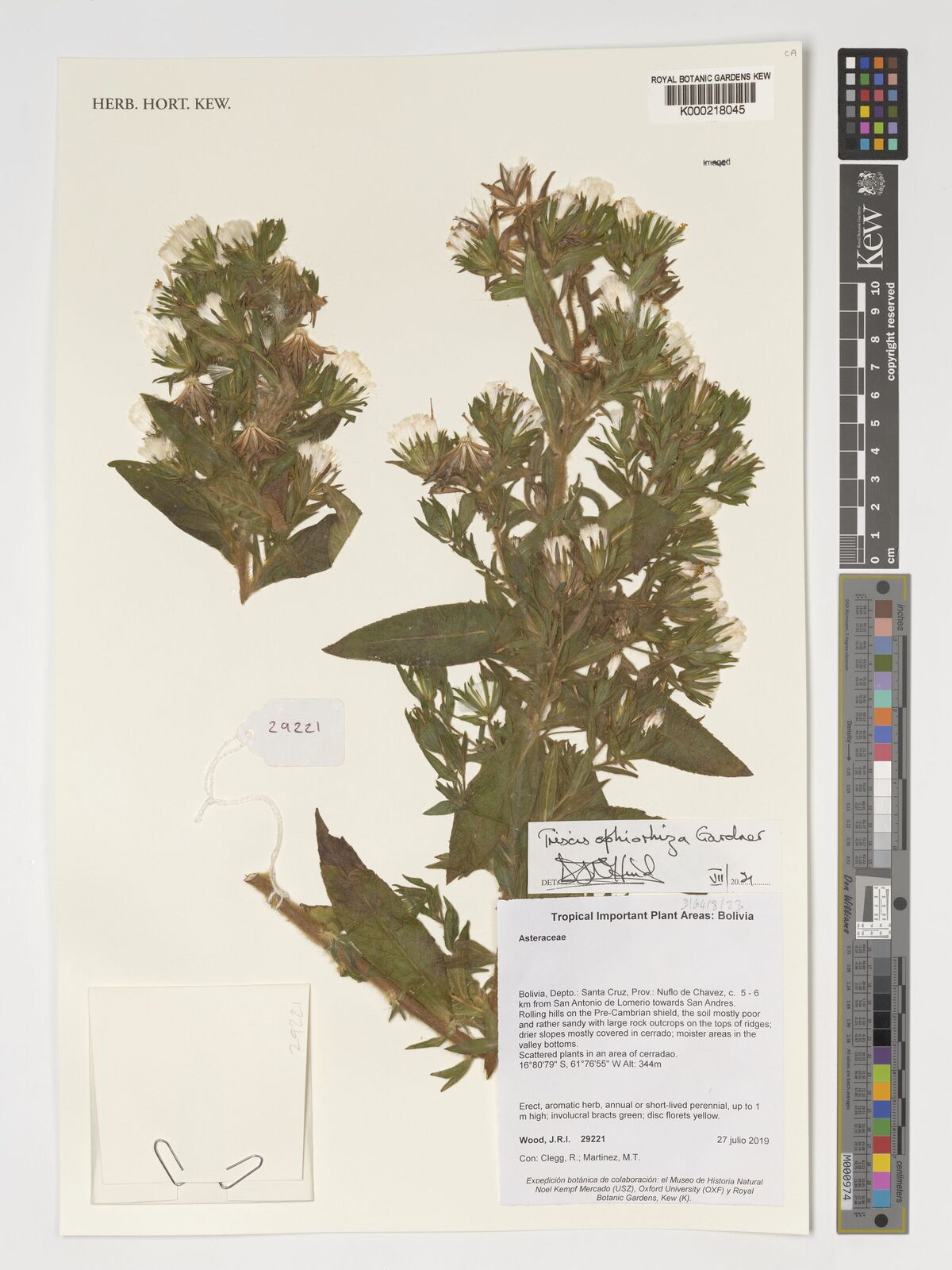 Trixis ophiorhiza Gardner | Plants of the World Online | Kew Science