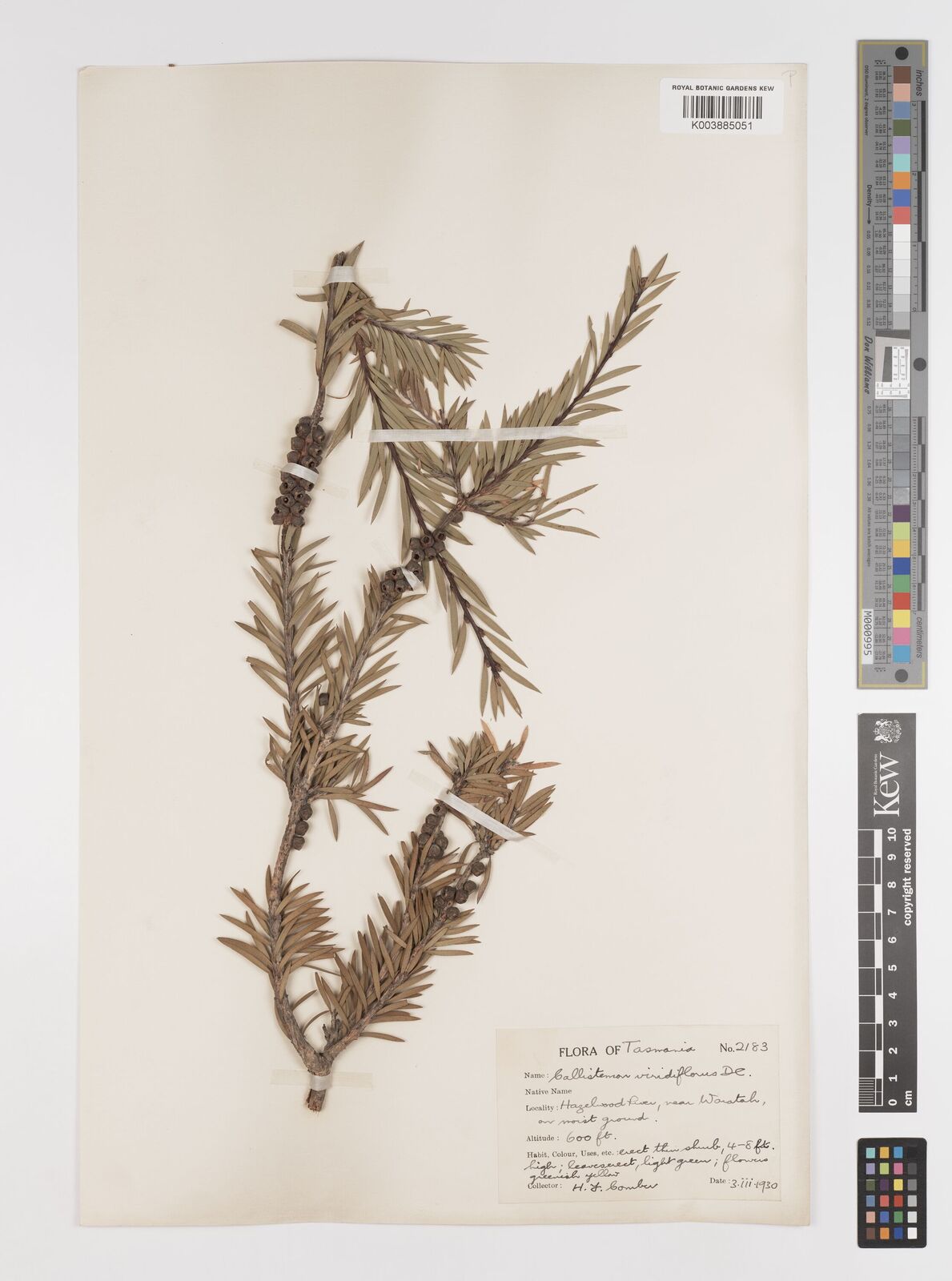 Melaleuca virens Craven | Plants of the World Online | Kew Science
