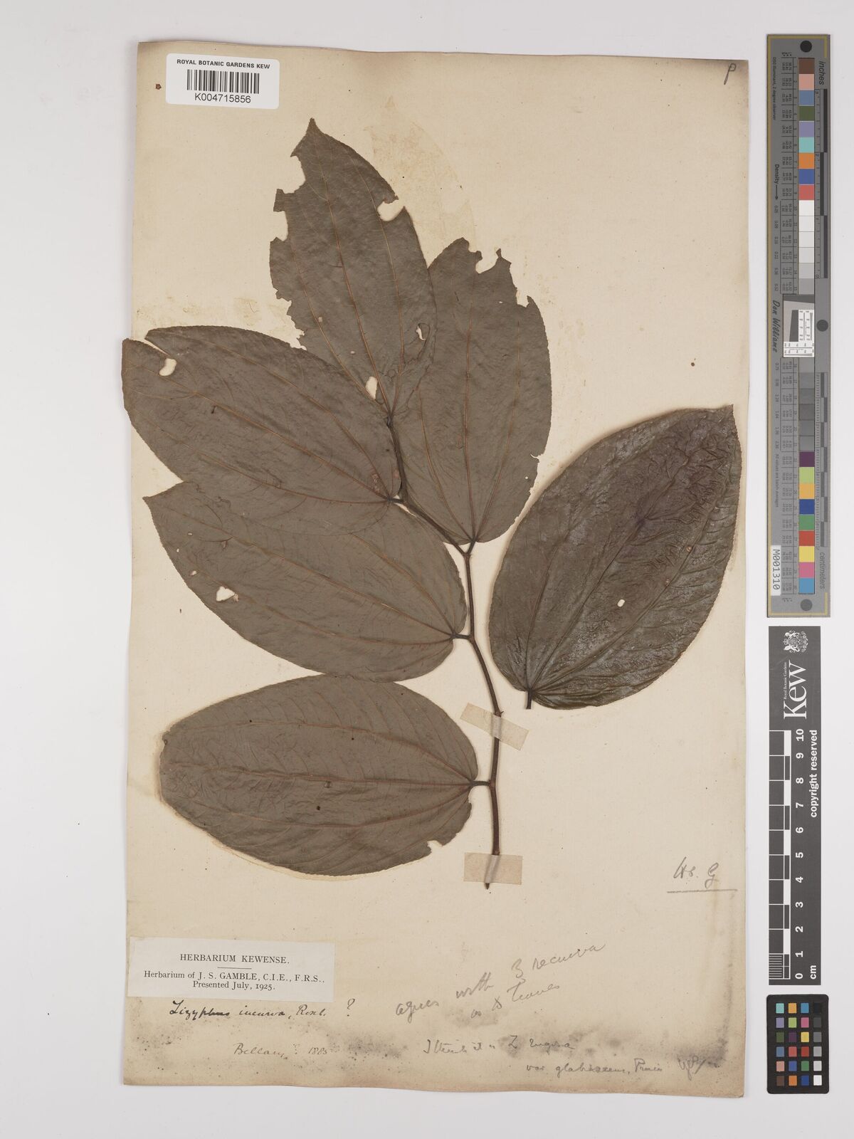 Ziziphus rugosa var. indoglabrescens Karthik. & V.S.Kumar | Plants of ...