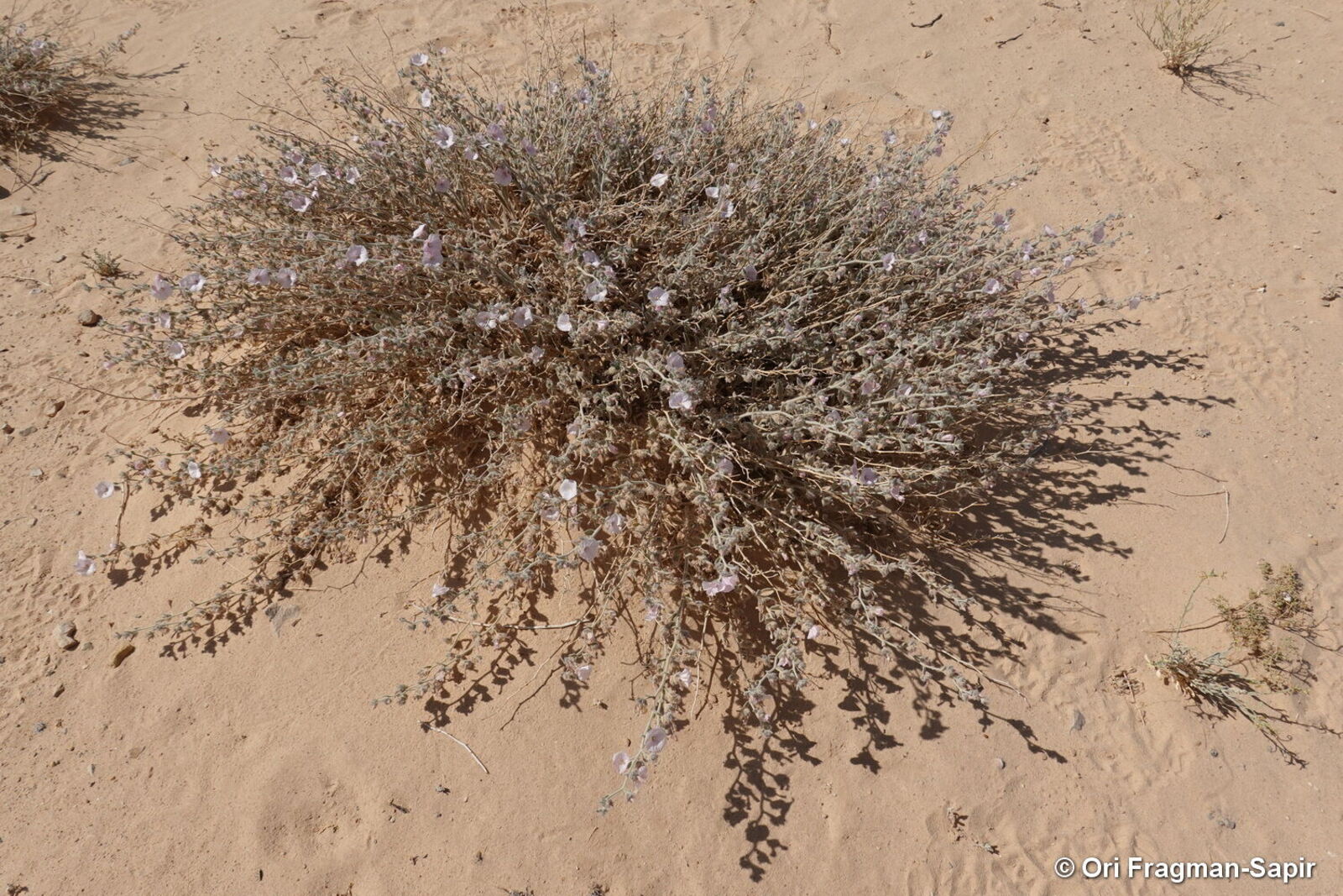 Convolvulus spicatus Peter ex Hallier f. | Plants of the World Online ...