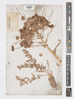 Megacarpaea megalocarpa (Fisch. ex DC.) Schischk. ex B.Fedtsch ...