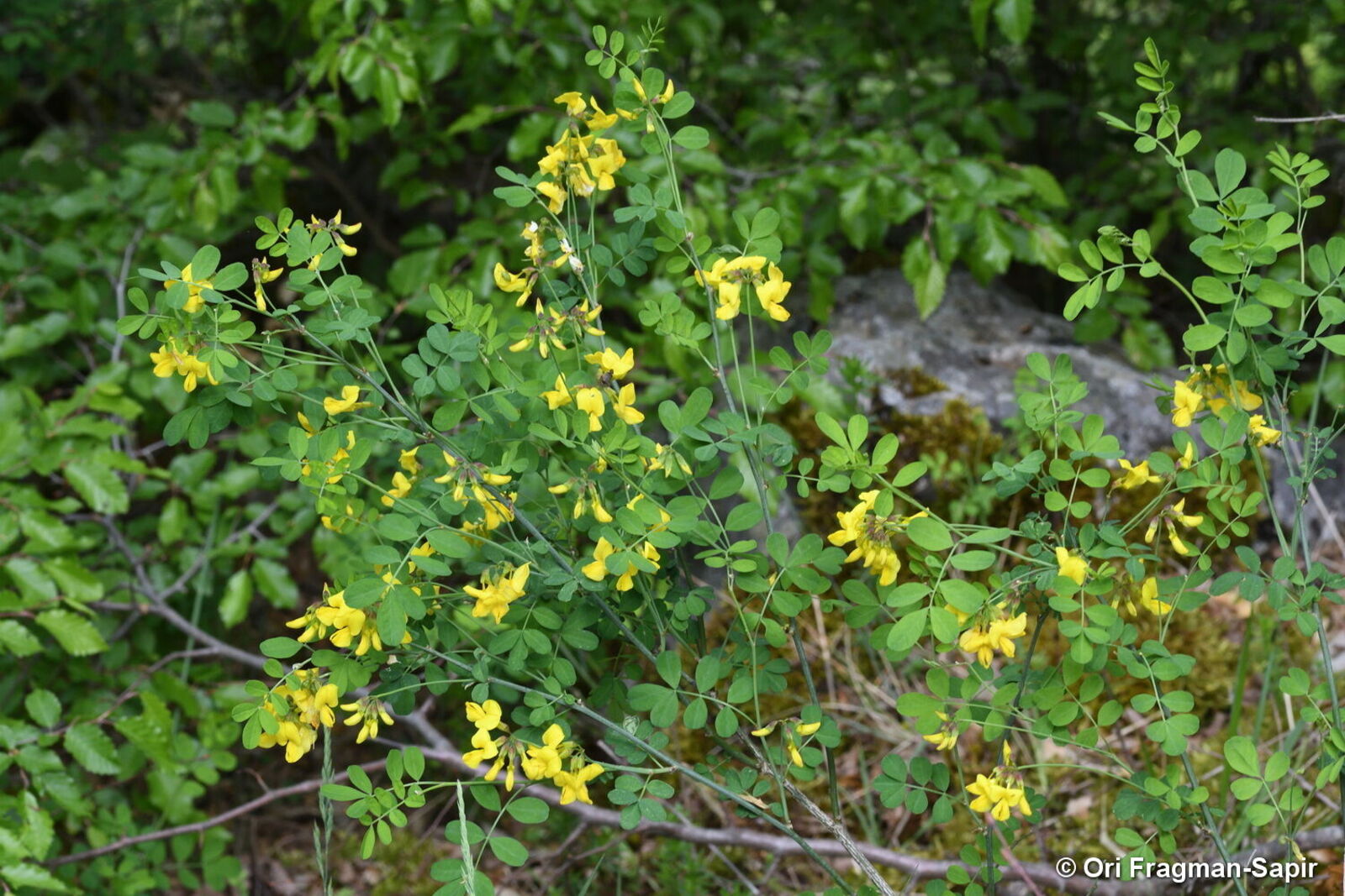Hippocrepis emerus subsp. emerus | Plants of the World Online | Kew Science