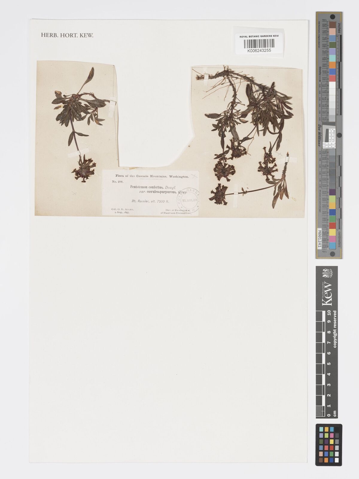 Penstemon confertus Douglas | Plants of the World Online | Kew Science