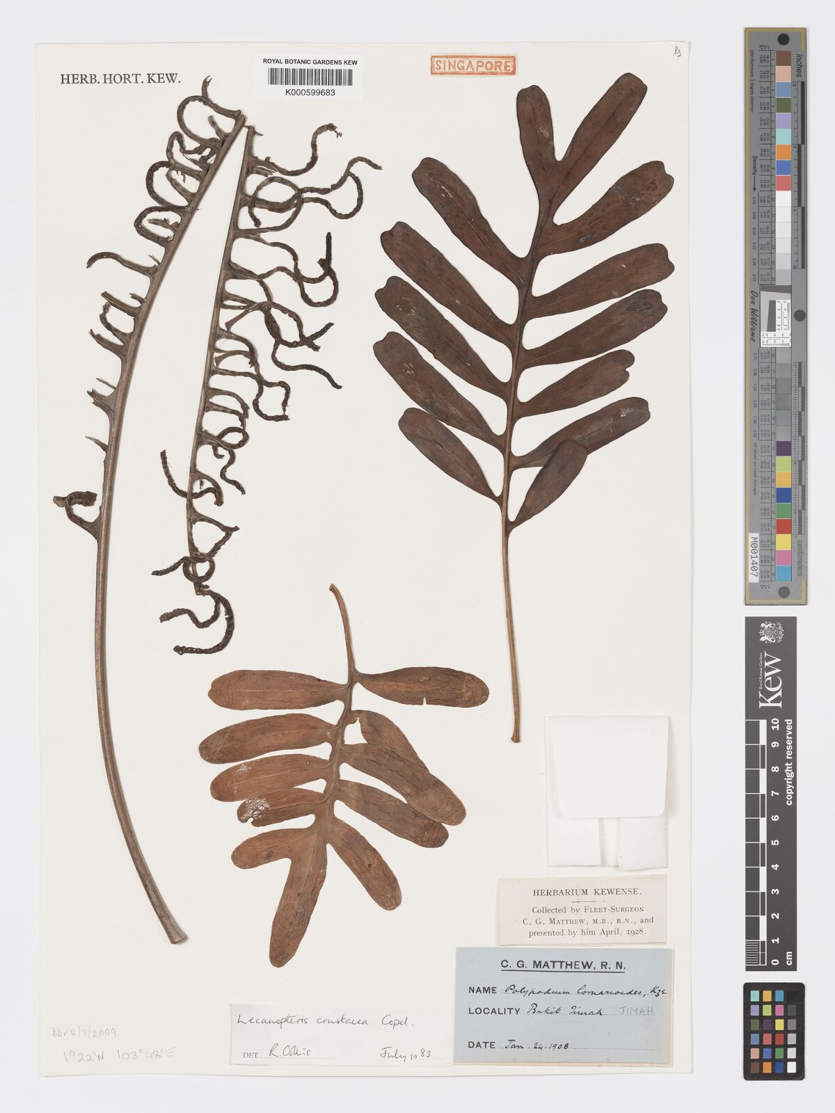 Lecanopteris crustacea Copel. | Plants of the World Online | Kew Science