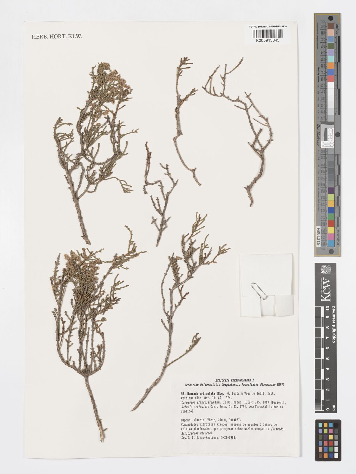 Haloxylon salicornicum (Moq.) Bunge ex Boiss. | Plants of the World ...