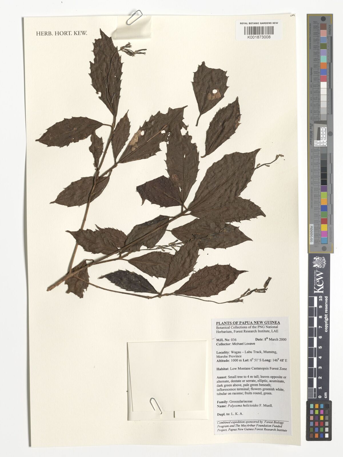 Polyosma helicioides F.Muell. | Plants of the World Online | Kew Science