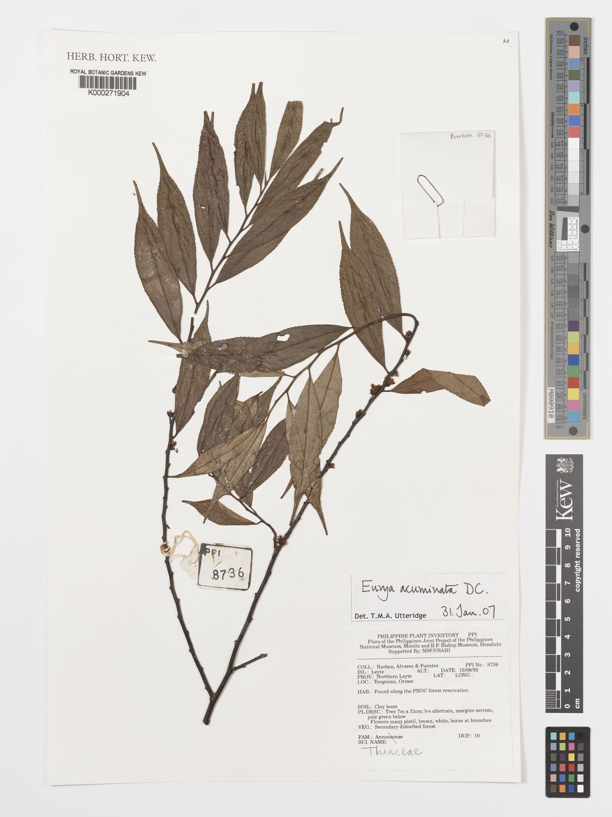 Eurya acuminata DC. | Plants of the World Online | Kew Science