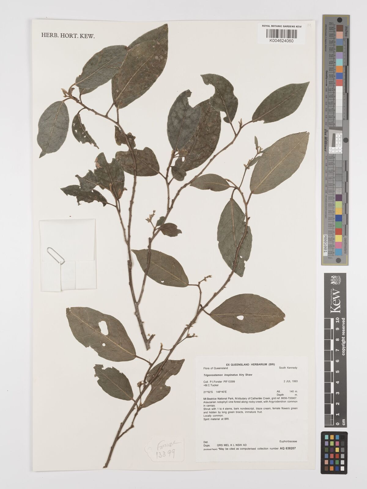 Trigonostemon inopinatus Airy Shaw | Plants of the World Online | Kew ...