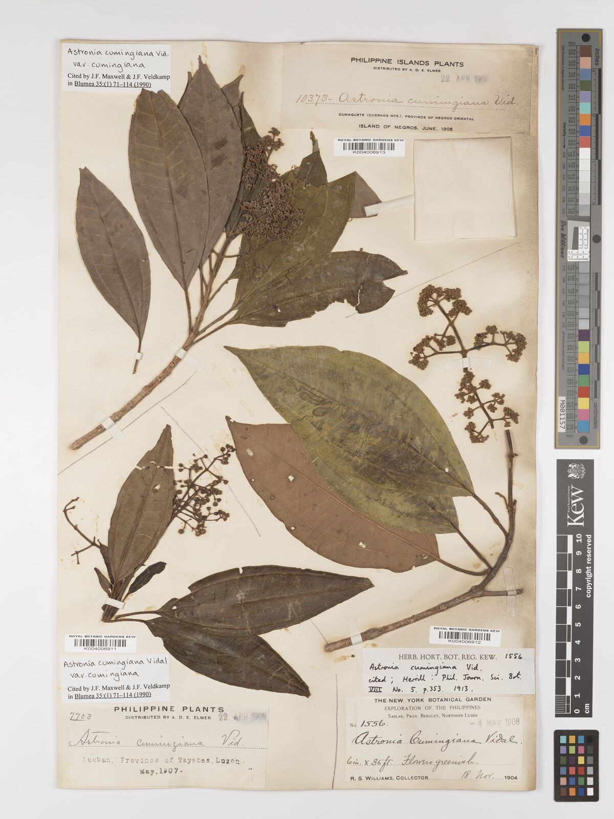 Astronia cumingiana var. cumingiana | Plants of the World Online | Kew ...