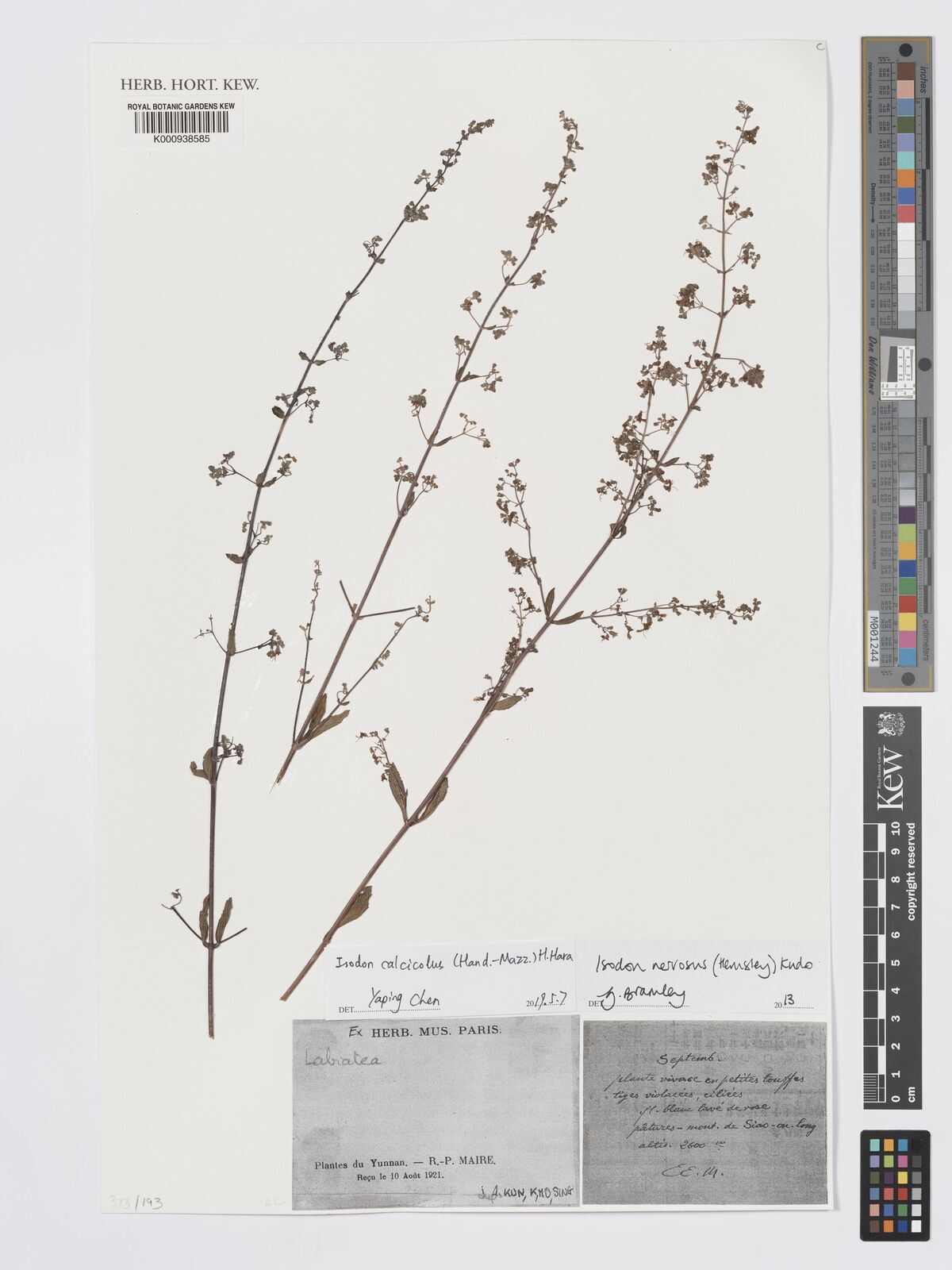 Isodon nervosus (Hemsl.) Kudô | Plants of the World Online | Kew Science