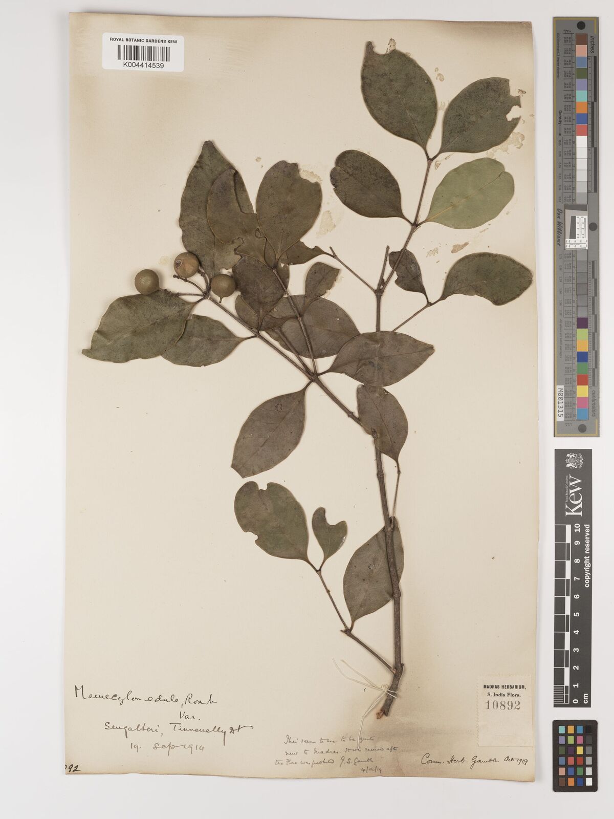 Memecylon ovatum Sm. | Plants of the World Online | Kew Science