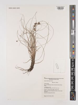 Juncus capensis Thunb. | Plants of the World Online | Kew Science