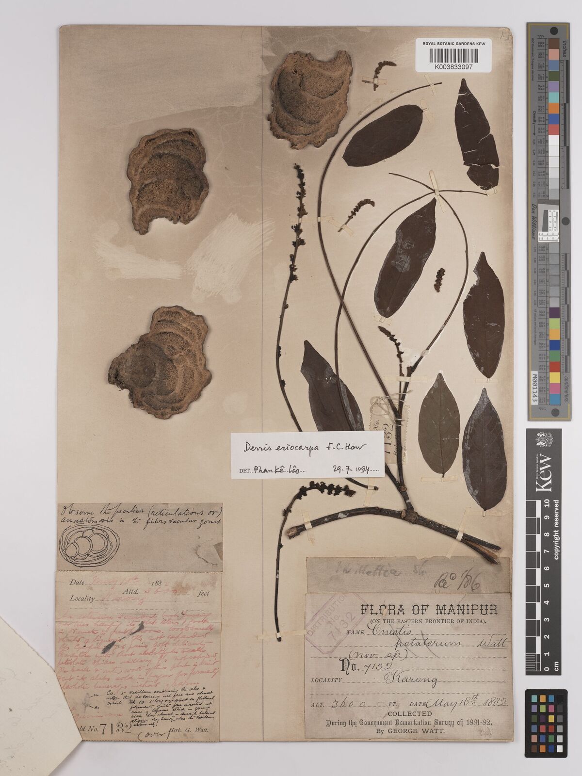 Brachypterum eriocarpum (F.C.How) Adema & Sirich. | Plants of the World ...