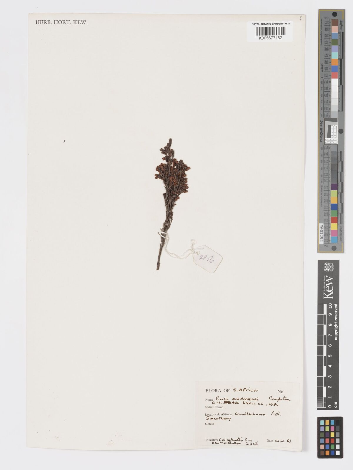 Erica andreaei Compton | Plants of the World Online | Kew Science