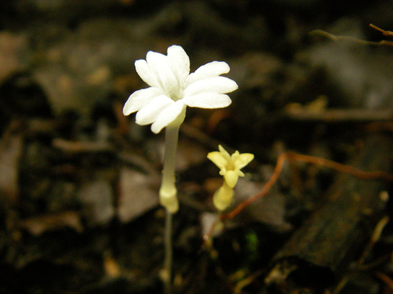 Gymnosiphon fonensis Cheek | Plants of the World Online | Kew Science