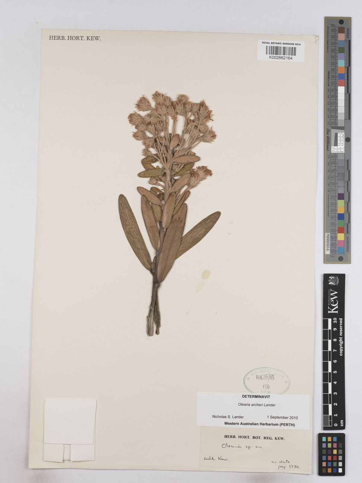 Olearia archeri Lander | Plants of the World Online | Kew Science