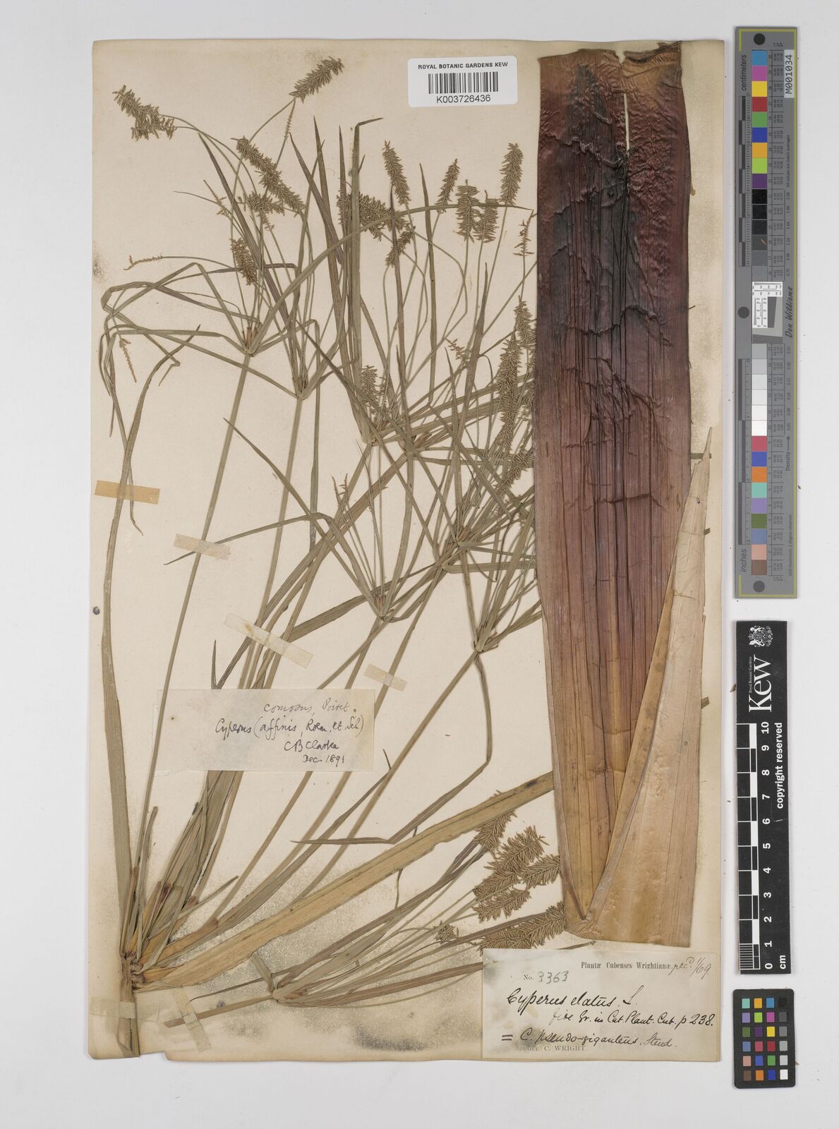 Cyperus affinis Roem. & Schult. | Plants of the World Online | Kew Science