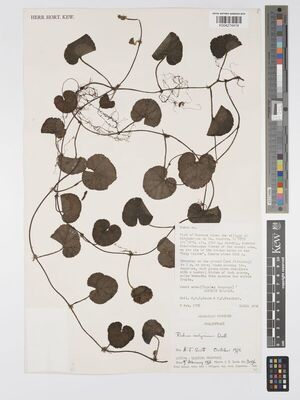Rubus calycinus Wall. ex D.Don | Plants of the World Online | Kew Science