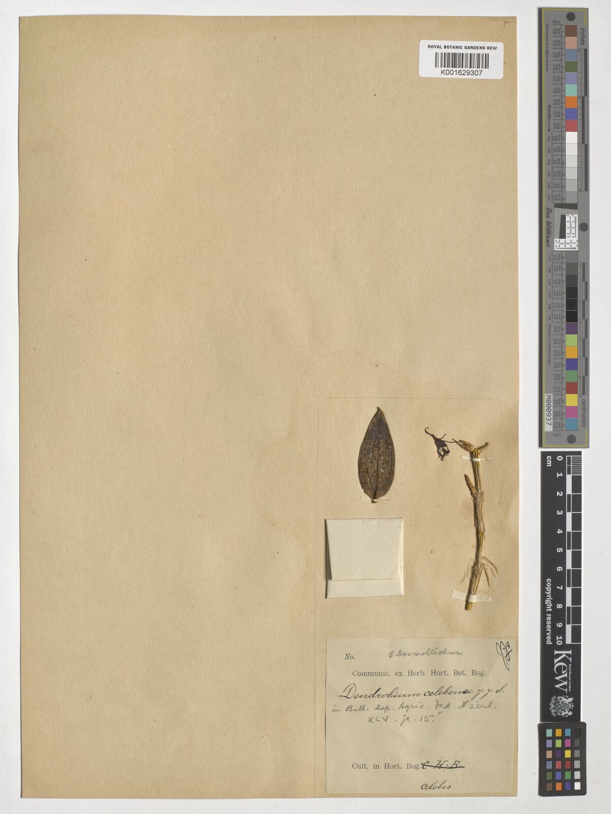 Dendrobium celebense J.J.Sm. | Plants of the World Online | Kew Science