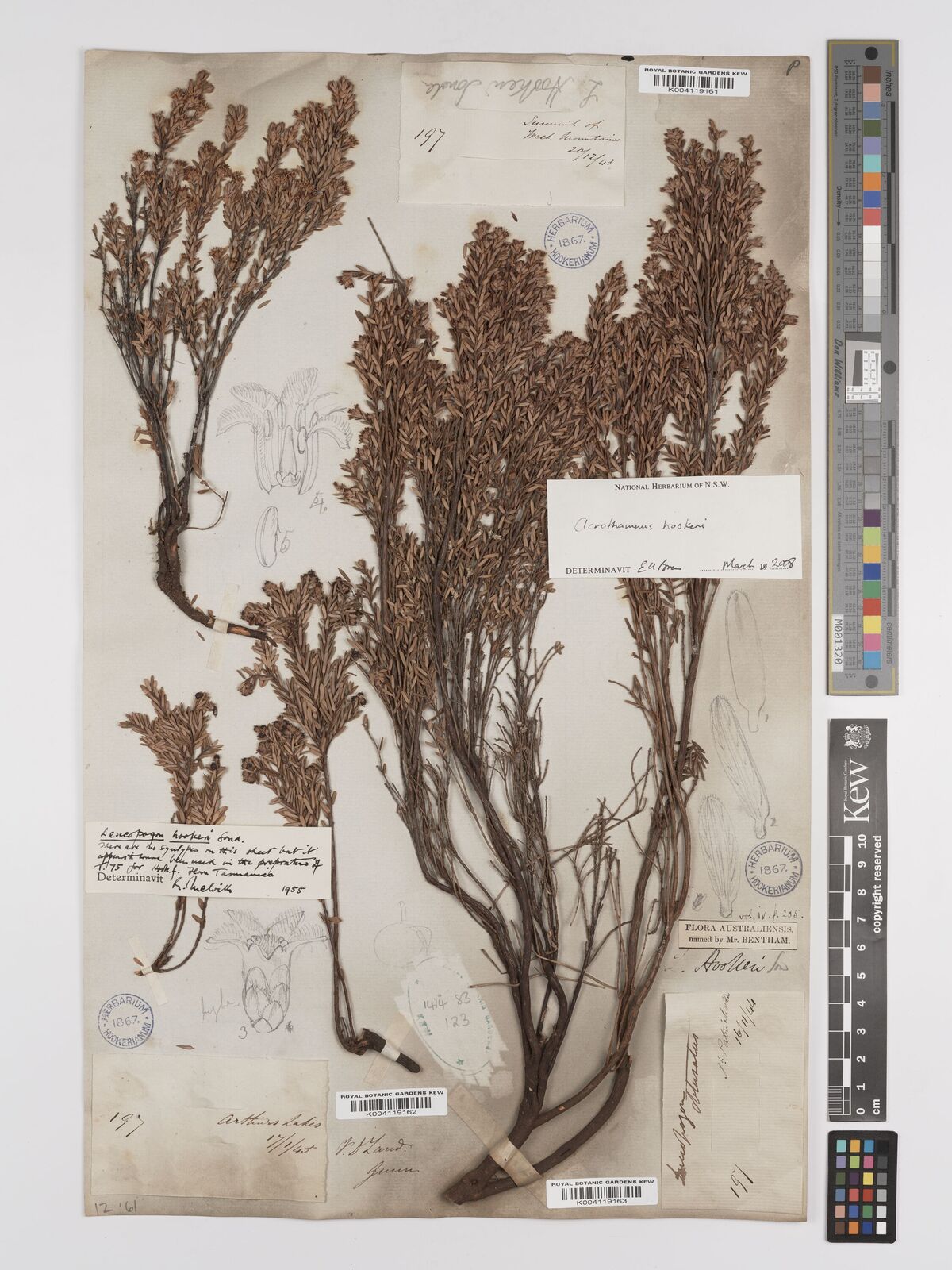 Acrothamnus hookeri (Sond.) Quinn | Plants of the World Online | Kew ...