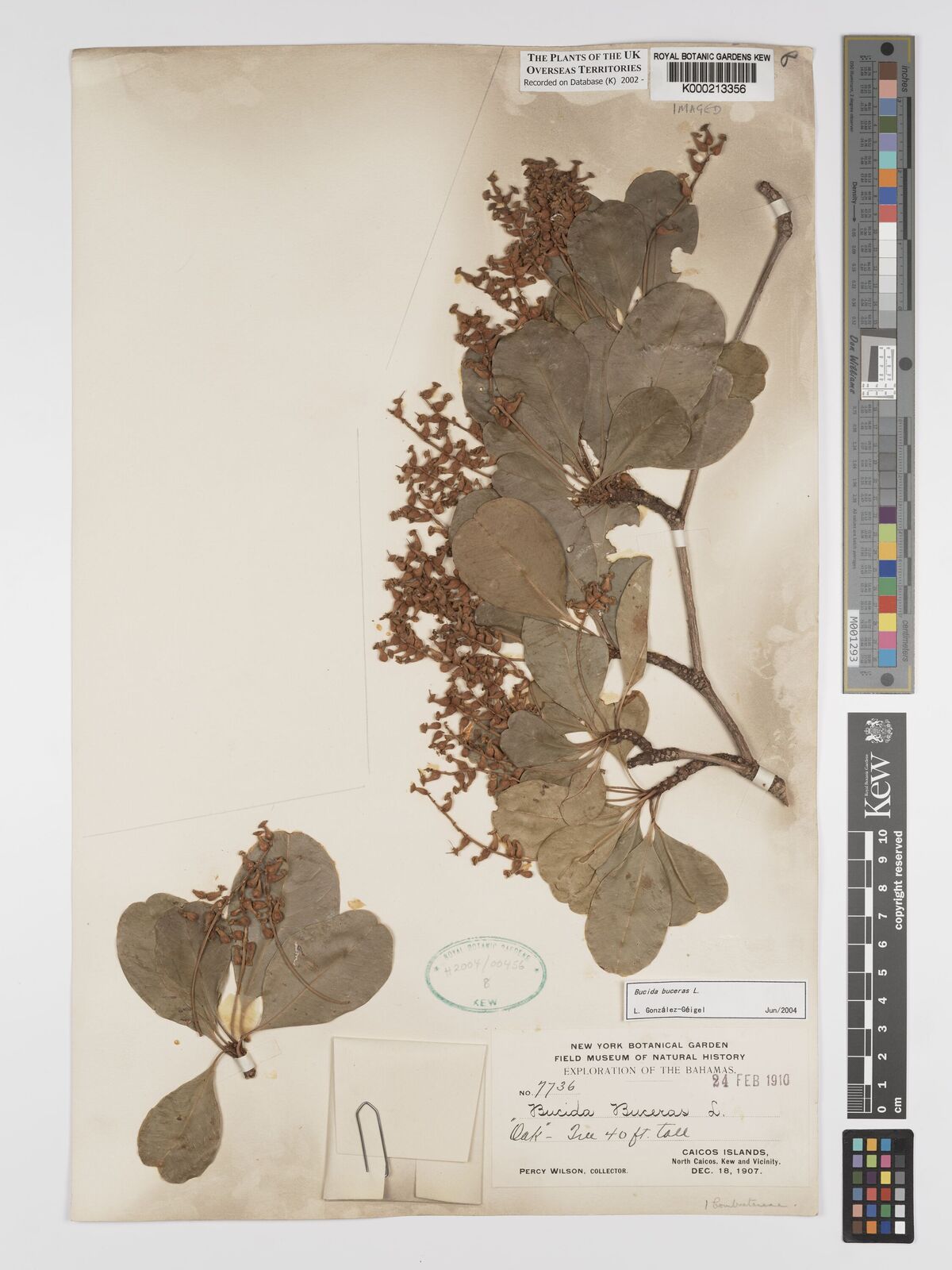 Terminalia buceras (L.) C.Wright | Plants of the World Online | Kew Science