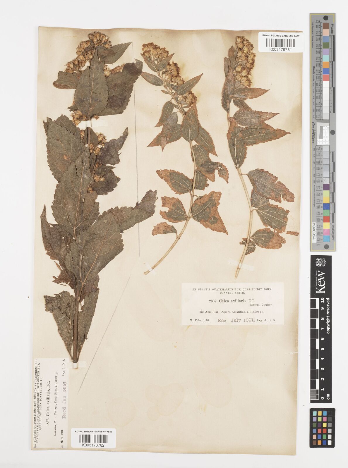 Calea urticifolia (Mill.) DC. | Plants of the World Online | Kew Science