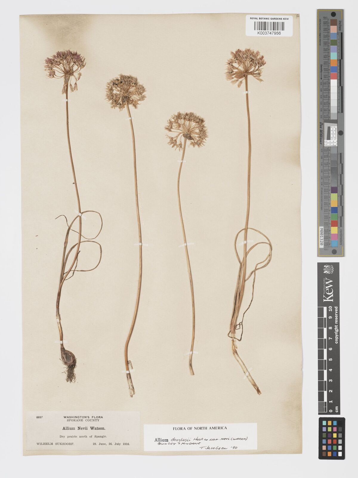 Allium nevii S.Watson | Plants of the World Online | Kew Science