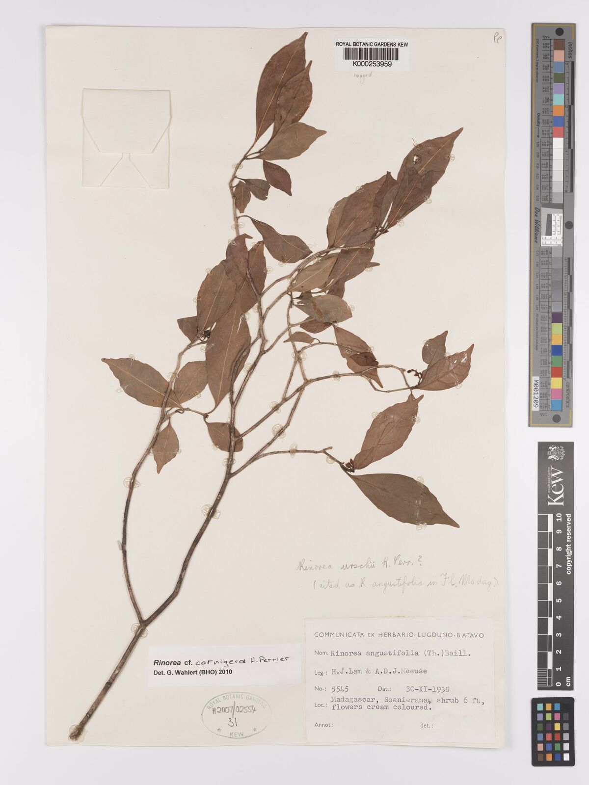 Rinorea urschii H.Perrier | Plants of the World Online | Kew Science