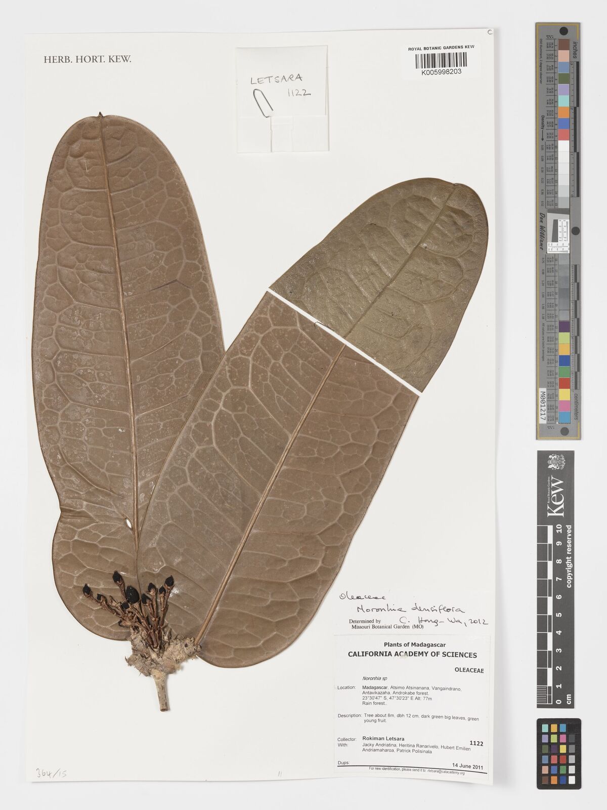 Noronhia densiflora Bosser | Plants of the World Online | Kew Science