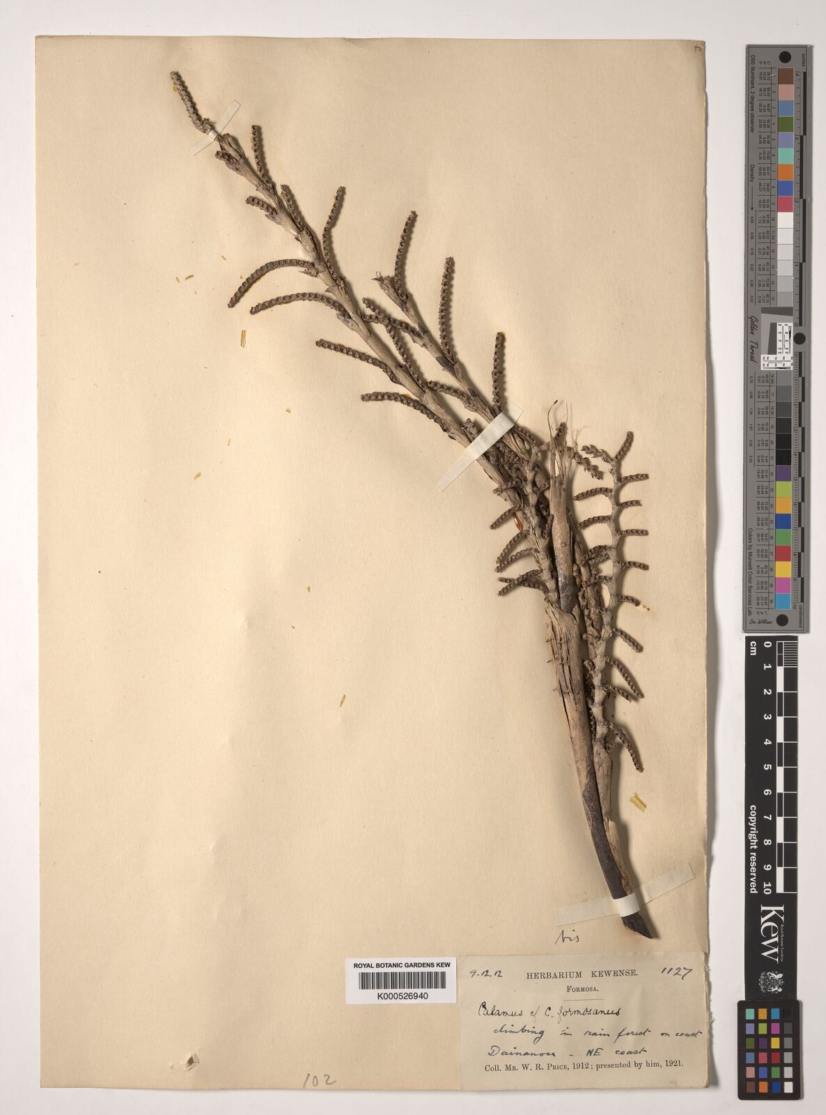 Calamus formosanus Becc. | Plants of the World Online | Kew Science