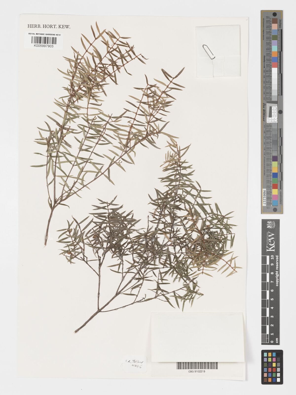 Notelaea pungens Guymer | Plants of the World Online | Kew Science