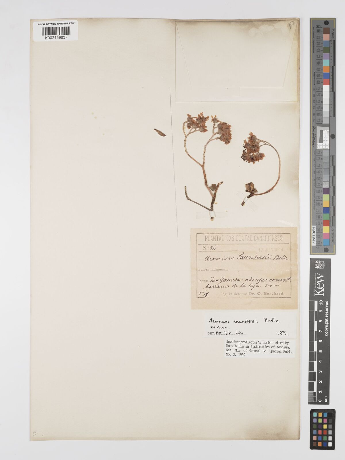 Aeonium saundersii Bolle | Plants of the World Online | Kew Science