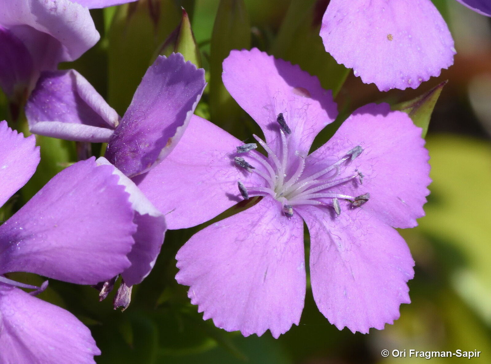 Dianthus japonicus Thunb. | Plants of the World Online | Kew Science