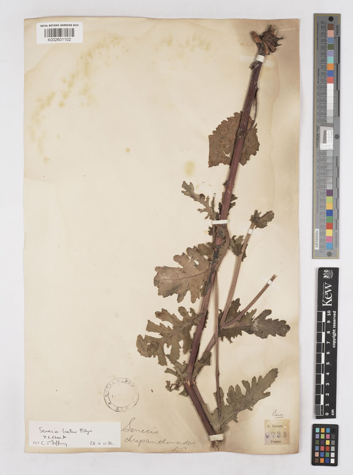 Jacobaea analoga (DC.) Veldkamp | Plants of the World Online | Kew Science