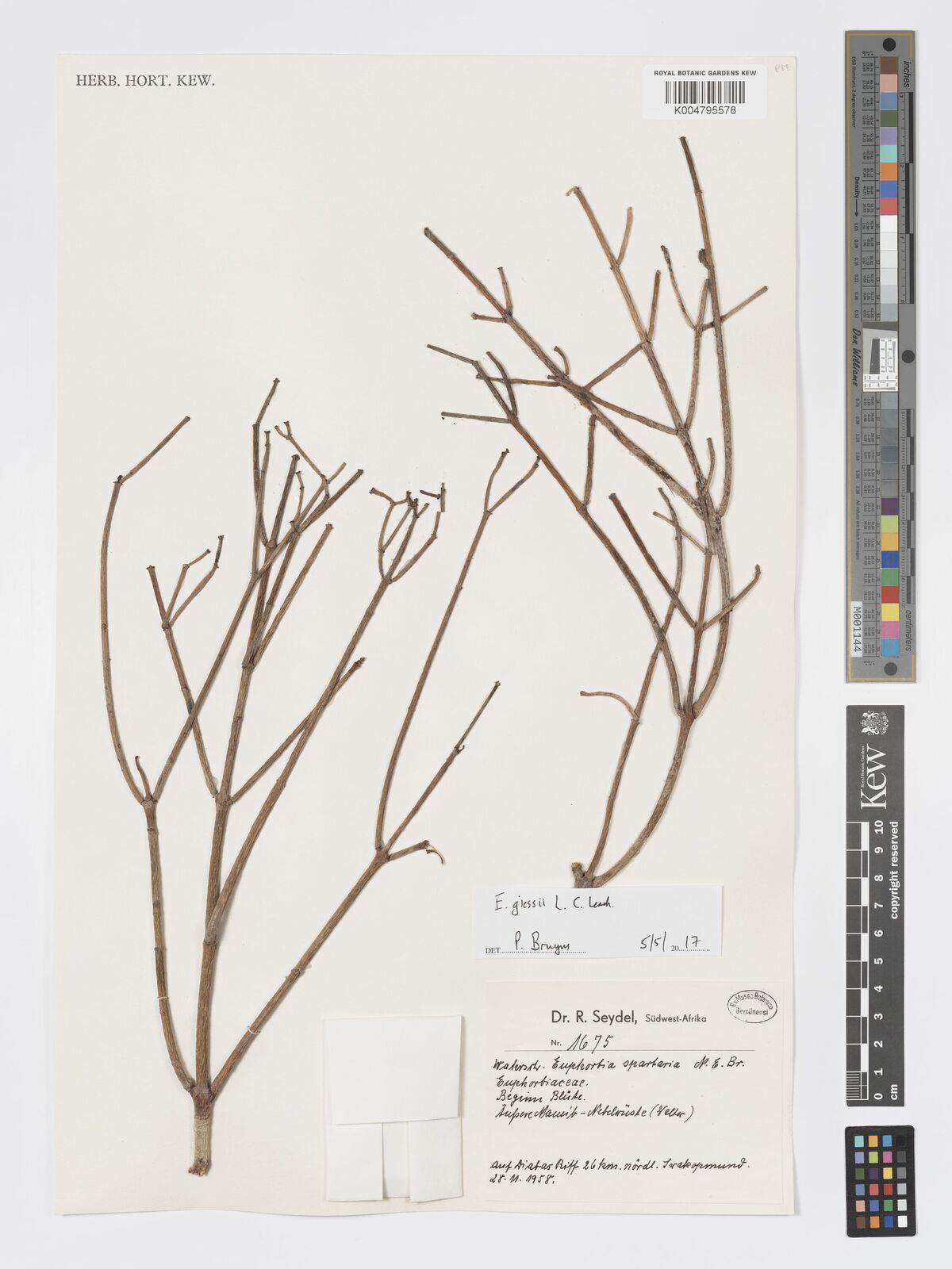 Euphorbia giessii L.C.Leach | Plants of the World Online | Kew Science