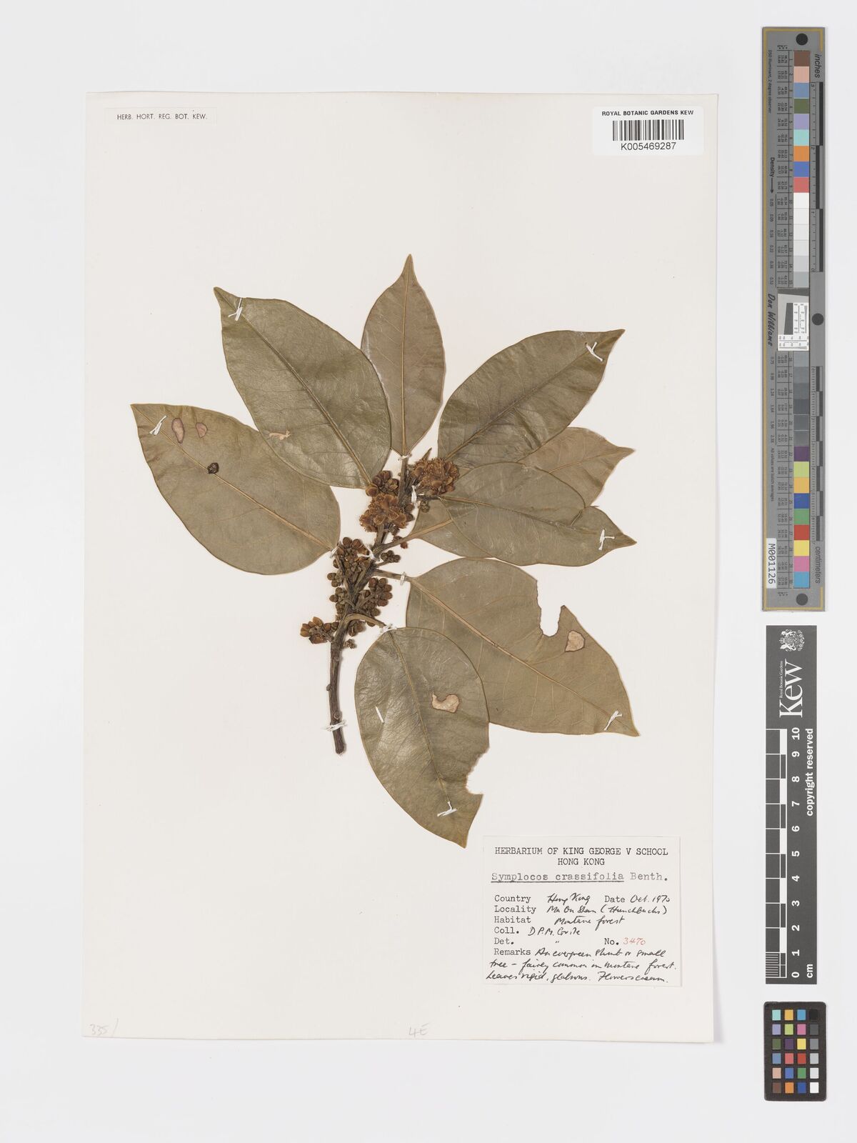 Symplocos lucida subsp. lucida | Plants of the World Online | Kew Science